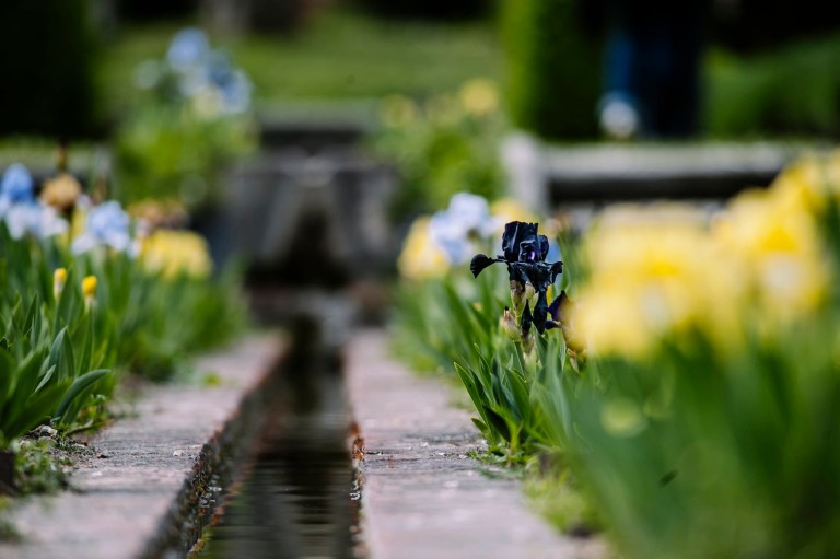 La floraison des iris au Domaine de Poulaines | Domaine de Poulaines